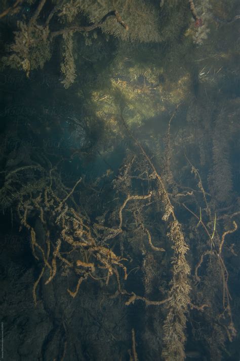 Roots Of A Tree Beneath The Water Surface Del Colaborador De Stocksy Jovana Milanko Stocksy