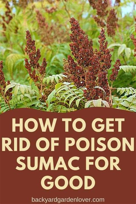 How To Kill Poison Ivy Trpassa