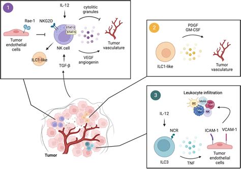 Interactions Of Innate Lymphocytes With The Tumor Vasculature 1 Upon