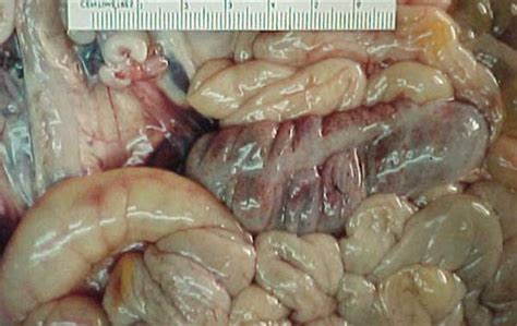 Bệnh Phó Thương Hàn Salmonellosis Trên Heo Vietdvm Thông Tin Kiến Thức Chăn Nuôi Thú Y