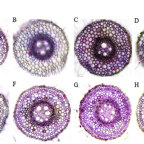 Neutral Red Staining For Cell Acidification Upper Panel H 195 Bottom
