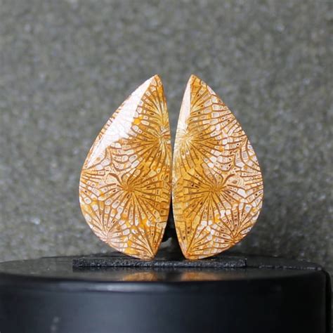 Fossil Coral Etsy