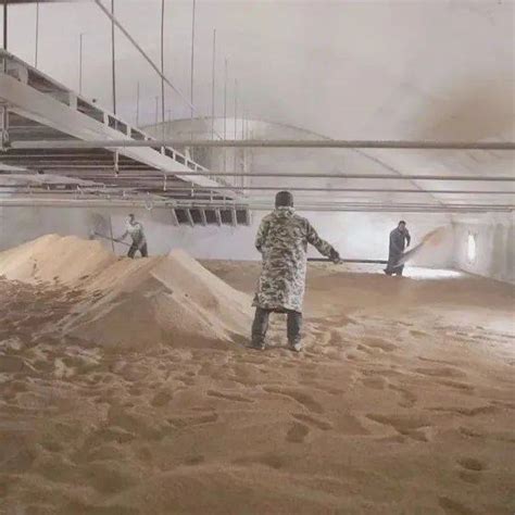 县粮食购销公司肚里堆满粮满仓谷飘香 储备