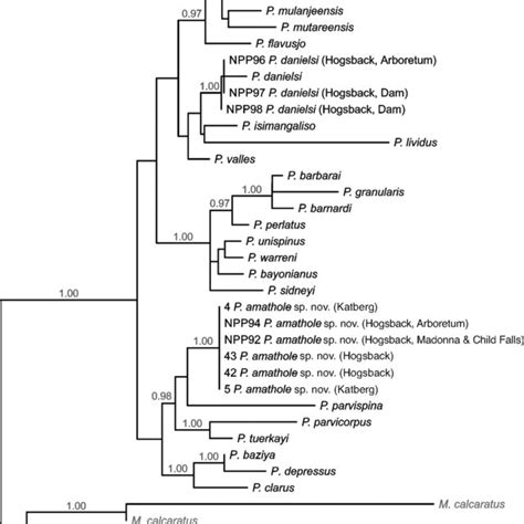 The Most Likely Topology Lnl 3754743 Obtained In The