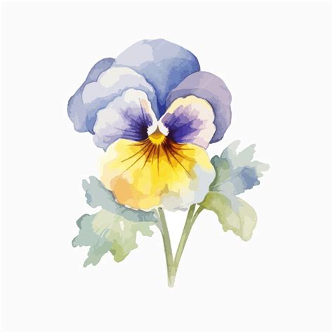 Premium Vector Watercolor Depiction Of A Pansy Flower In An Elegant Style