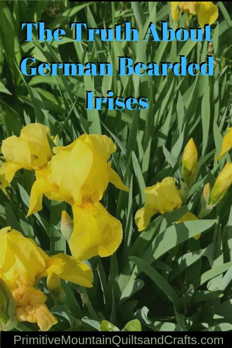 The Truth About German Bearded Irises