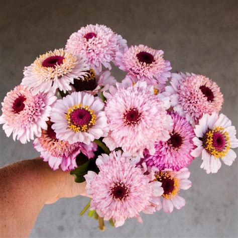 Zinnia Seeds Zinderella Lilac Bulk Flower Seeds Bulk Wildflowers