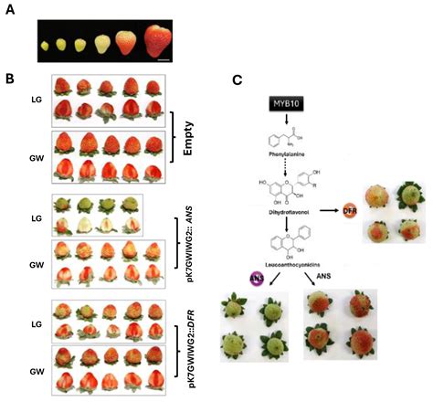 Agrobacterium Mediated Transient Expression Methods To Validate Gene Functions In Strawberry F