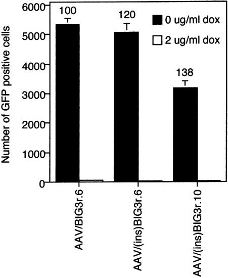 Analysis Of Raav Mediated Doxycycline Responsive Egfp Expression In Download Scientific