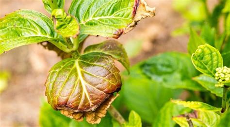 Common Hydrangea Problems To Avoid Planting Tips