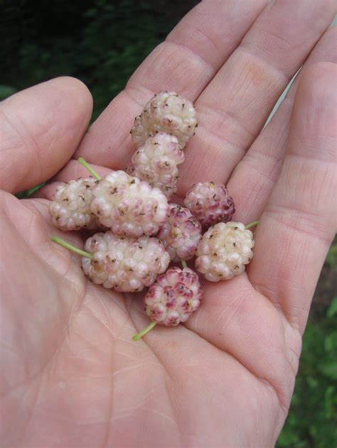 Mulberry Trees