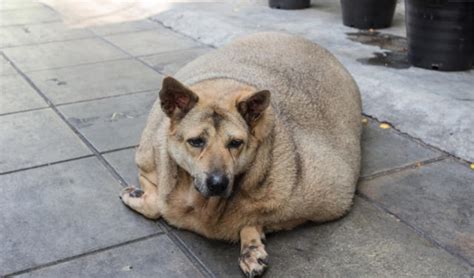 Cómo saber si tu perro tiene un peso saludable La Revista Digital