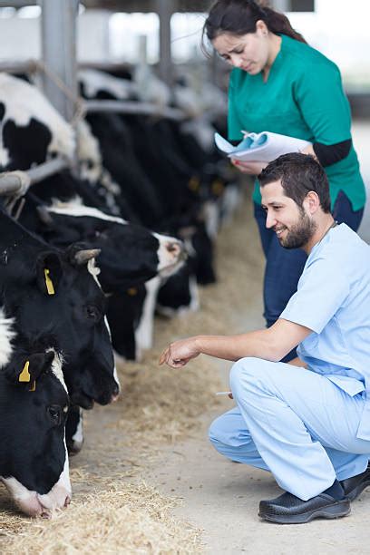 3300 Veterinarios Vacas Fotografías De Stock Fotos E Imágenes Libres