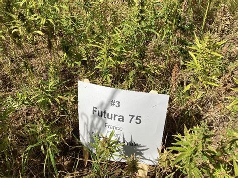 Texas Aandm Agrilife “texas Row Crops Newsletter”—industrial Hemp Texas