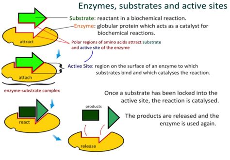 Explain How Enzymes Are Specific