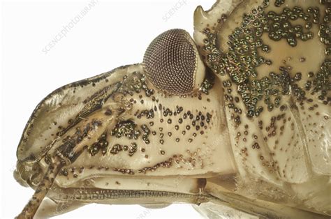 Brown Marmorated Stink Bug Head Stock Image C0571644 Science