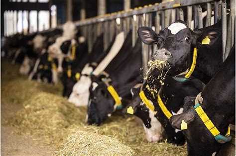 Dairy Cattle Nutrition And Feeding Penn State Extension