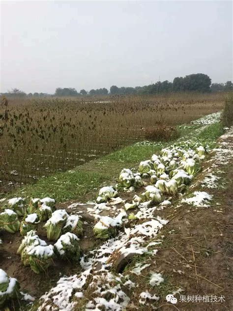 台湾长果桑种苗基地 果树种植技术 新农资360网土壤改良果树种植蔬菜种植种植示范田品牌展播农资微专栏