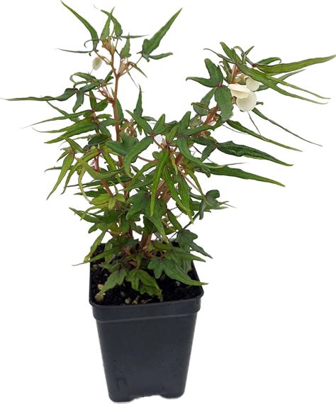 Mini Maple Leaf Begonia Plant 2 5 Pot Terrarium Fairy
