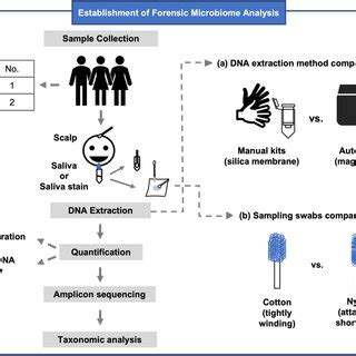 Schematic Diagram Of The Study The Overall Process Is Shown From Download Scientific Diagram
