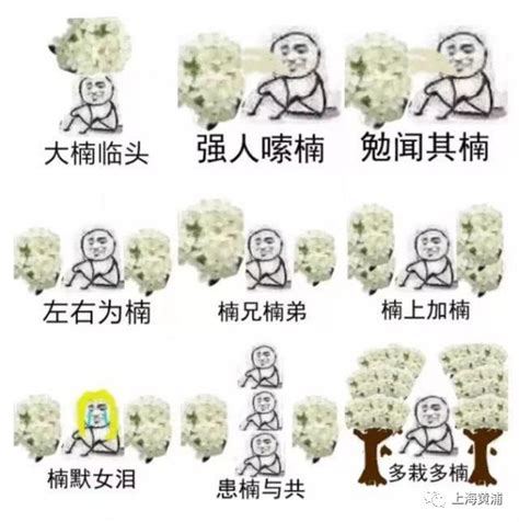 令人“知楠而退”的花开满上海街头！专家为它“叫屈”：除了难闻，优点真的很多！