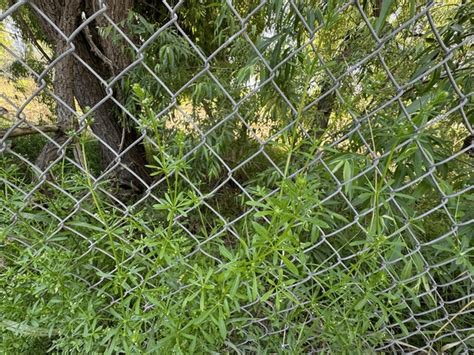 887 Cleaver Grass Royalty Free Photos And Stock Images Shutterstock