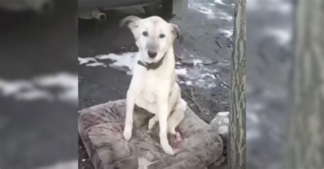 Abandoned Pup Refuses To Move From The Place His Owner Left Him The