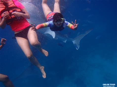 세부 오슬롭 고래상어 투어 2014년 9월 8일 오슬롭투어닷컴