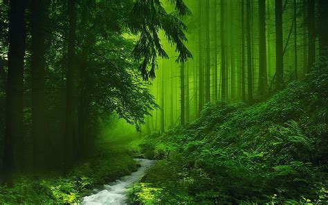 Bosque Verde Fondos De Pantalla Hd Wallpapers Hd