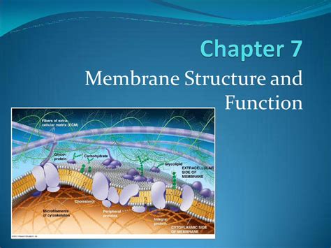 Pdf Membrane Structure And Function Weeblymembrane Structure And