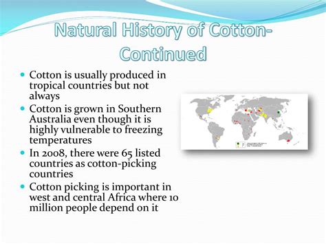 Ppt Cotton Production Of Plants Powerpoint Presentation Free