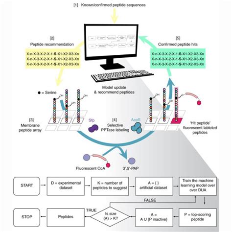 New Research Leverages Machine Learning To Discover Novel Peptides