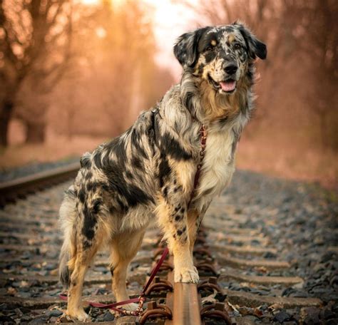 Golden Aussie 101 A Perfect Blend Of Two Amazing Breeds