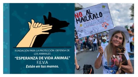 “el Alcalde De Popayán No Es Ningún Animalista” Diario Del Cauca