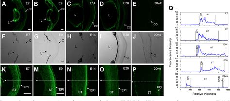 Figure 5 From Expression And Localization Of Neural Cell Adhesion