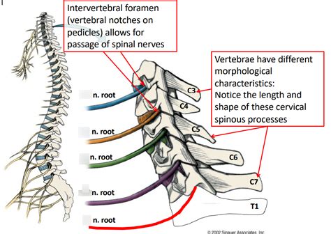 Cervical Nerve Offsetting Diagram Quizlet