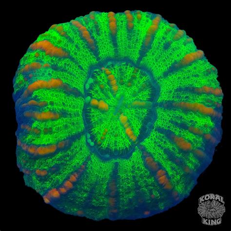 Ultra Green Button Scoly Koral King