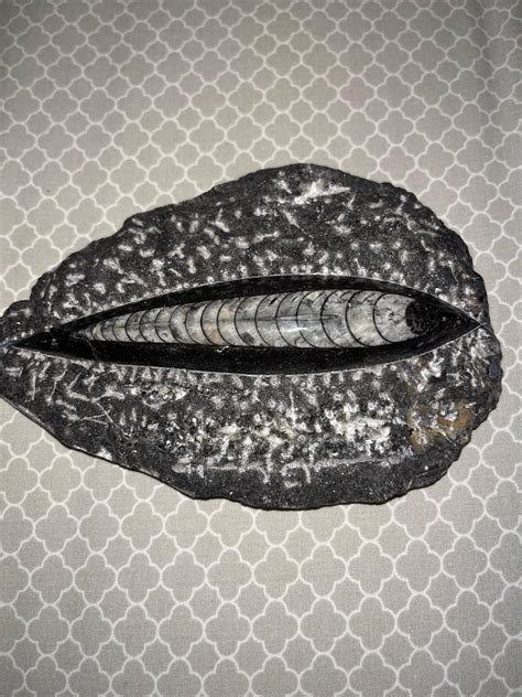 Are These Real Fossils R Fossilhunting