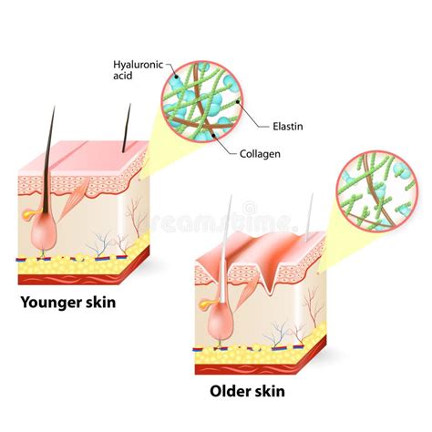 Skin Aging Stock Vector Illustration Of Elastin Healthy 34993417
