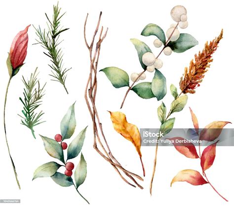 수채화와 설정 나뭇잎과 열매 손으로 그린 전나무 지점 Snowberry 흰색 배경에 고립 된 단풍 디자인 인쇄에 대 한 그림
