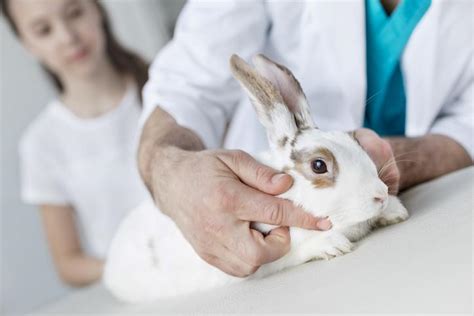 9 SÍNTOMAS de un conejo ENFERMO