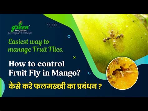 Mango Fruit Fly Trap