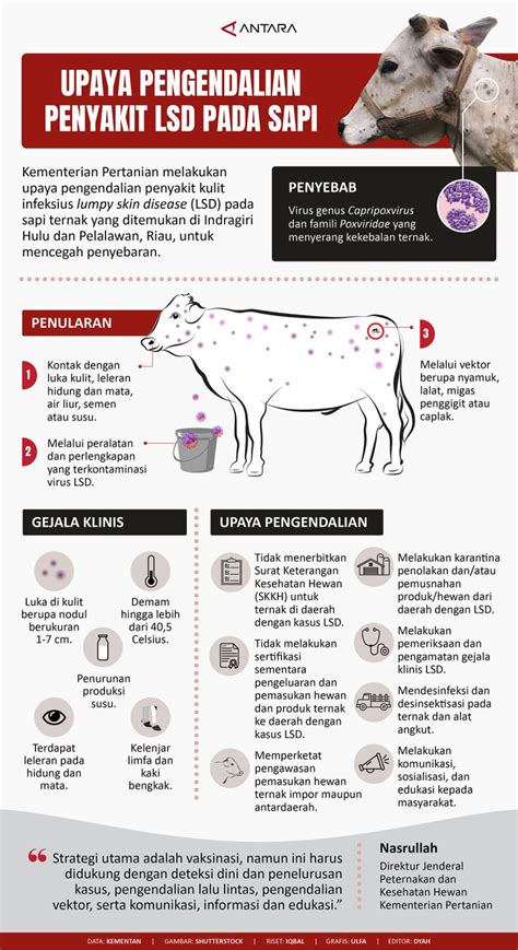 Upaya Pengendalian Penyakit Lsd Pada Sapi Infografik Antara News