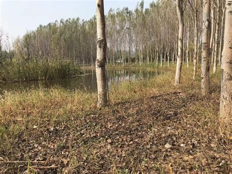 科学网东郊湿地公园露营小记 姚小鸥的博文