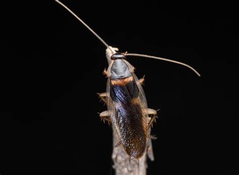 Cockroach Definition Description Pests Life Cycle Taxonomy Facts