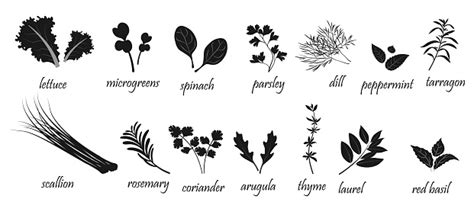 요리를위한 잎이 많은 야채와 향신료의 실루엣 흰색 배경에 허브 재료 인포 그래픽 실루엣에 대한 스톡 벡터 아트 및 기타 이미지 실루엣 허브 파슬리 Istock