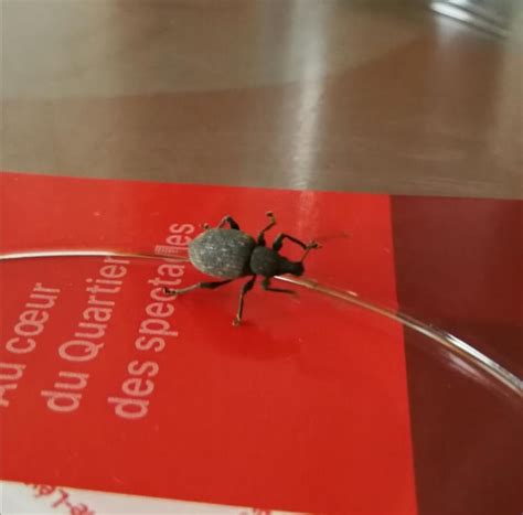 Beetle Like Insect I Keep Finding In My Home Rinsects