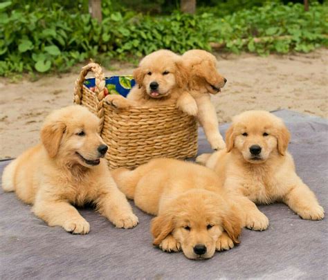 Adorable Golden Retriever Puppies In A Basket Basket Of Puppies Basket With Puppies 5 Golden