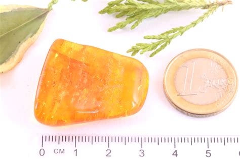 Insect In Amber 40 Million Year Old Amber Sos