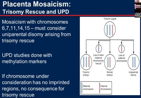 Non Mendelian Inheritance Flashcards Quizlet